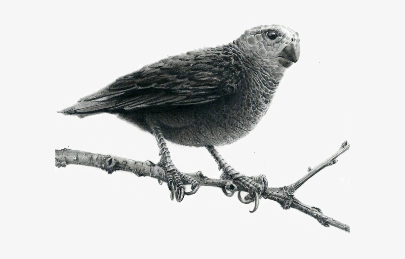 Stephanie Anderson Art By Stephanie Anderson - Art - 596x444 PNG ...