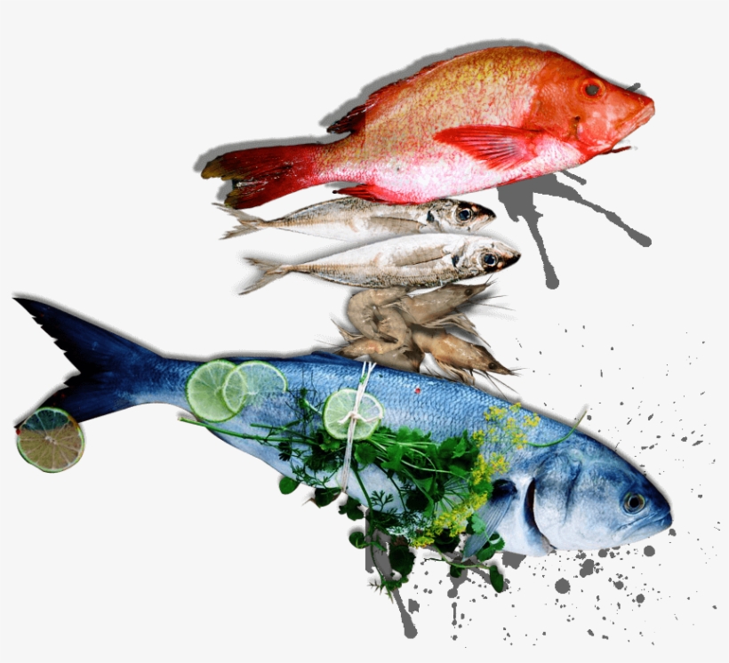 Welcome To - Catfish - 840x724 PNG Download - PNGkit