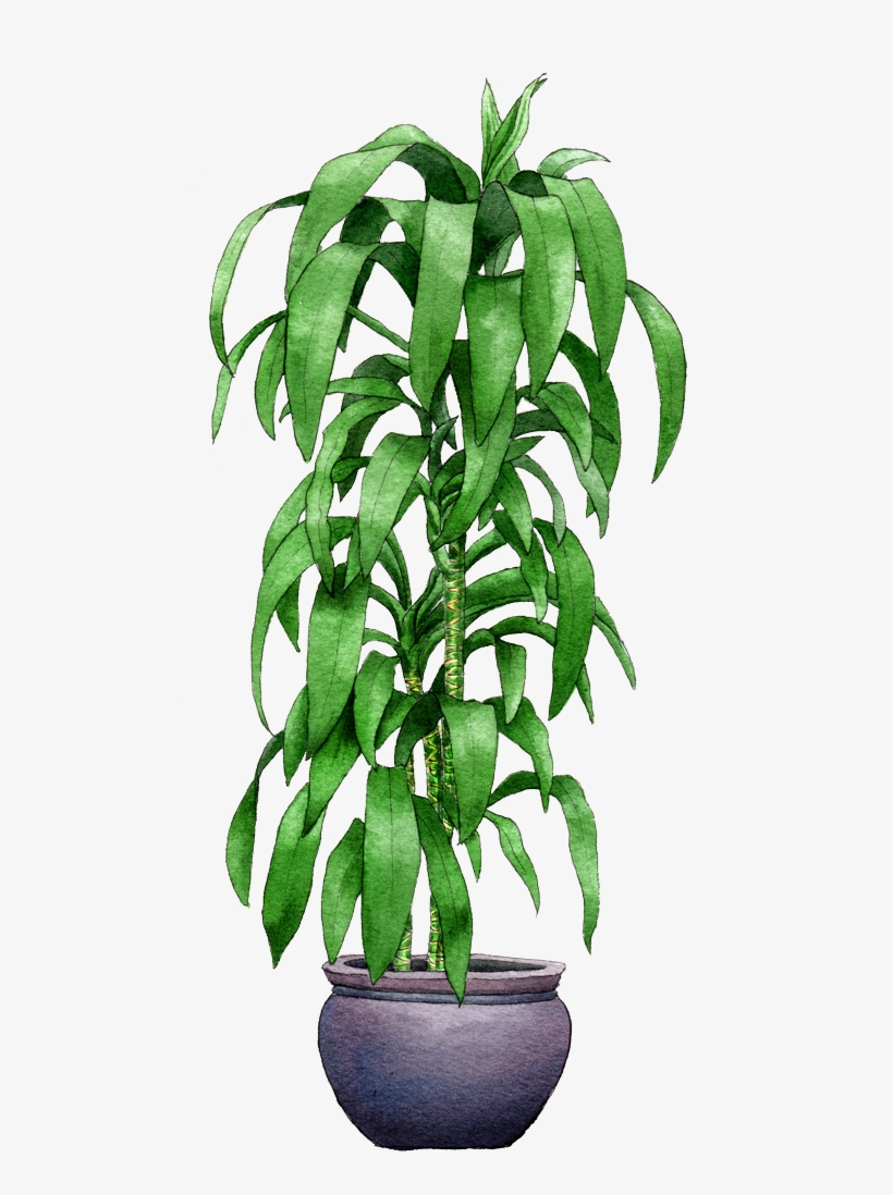 Download Transparent Indoor Plant - Houseplant - PNGkit