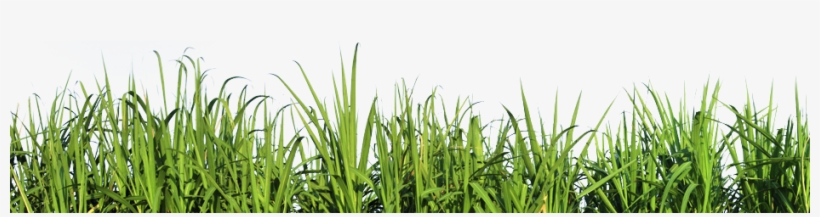 Grass Side View Png - 940x204 PNG Download - PNGkit