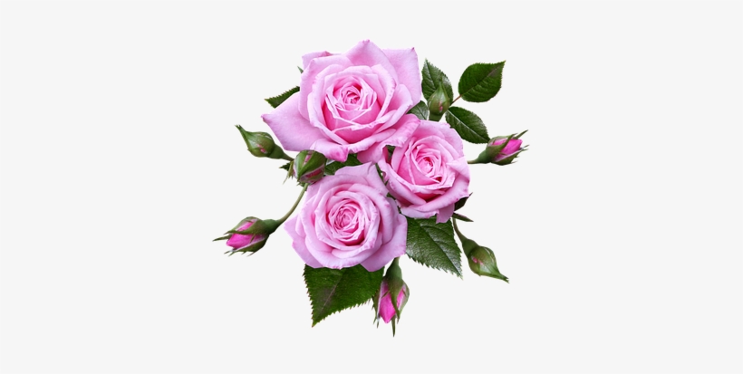 Image Result For Musical Notes Pink Roses Transparent - Pink Roses ...