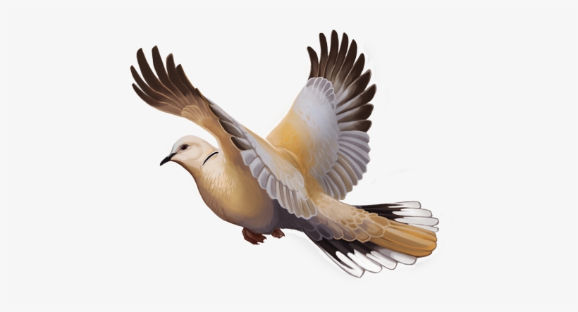 Here's A Eurasian Collared Dove To Fly Across Your - Northern Gannet ...
