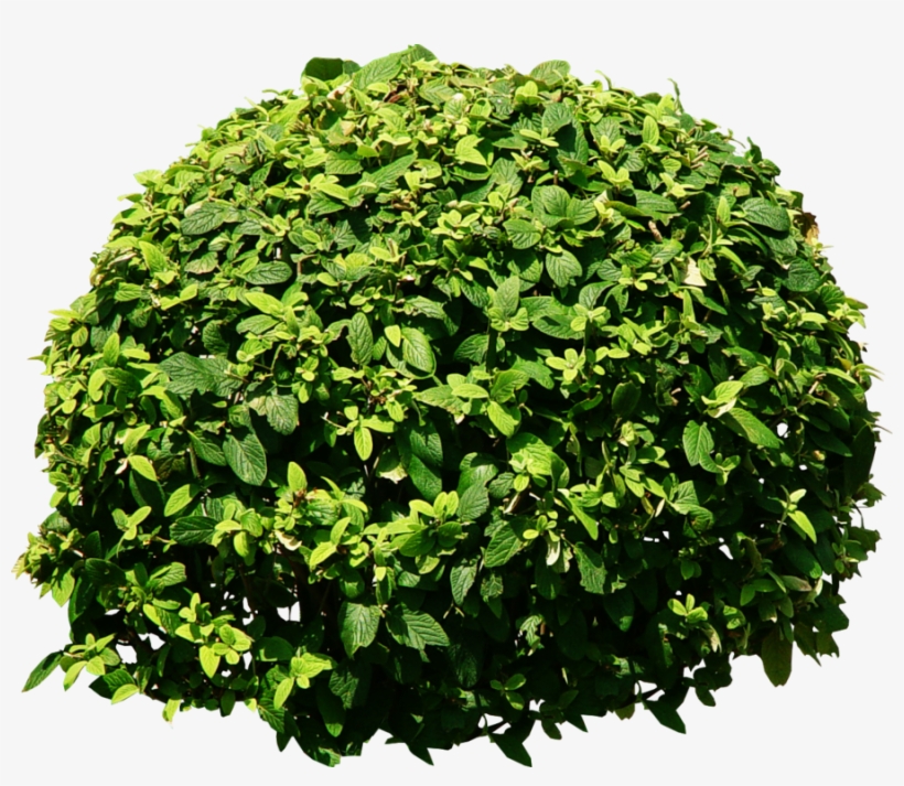 Bush Tree Png Tree Png - Bushes Png - 900x739 PNG Download - PNGkit