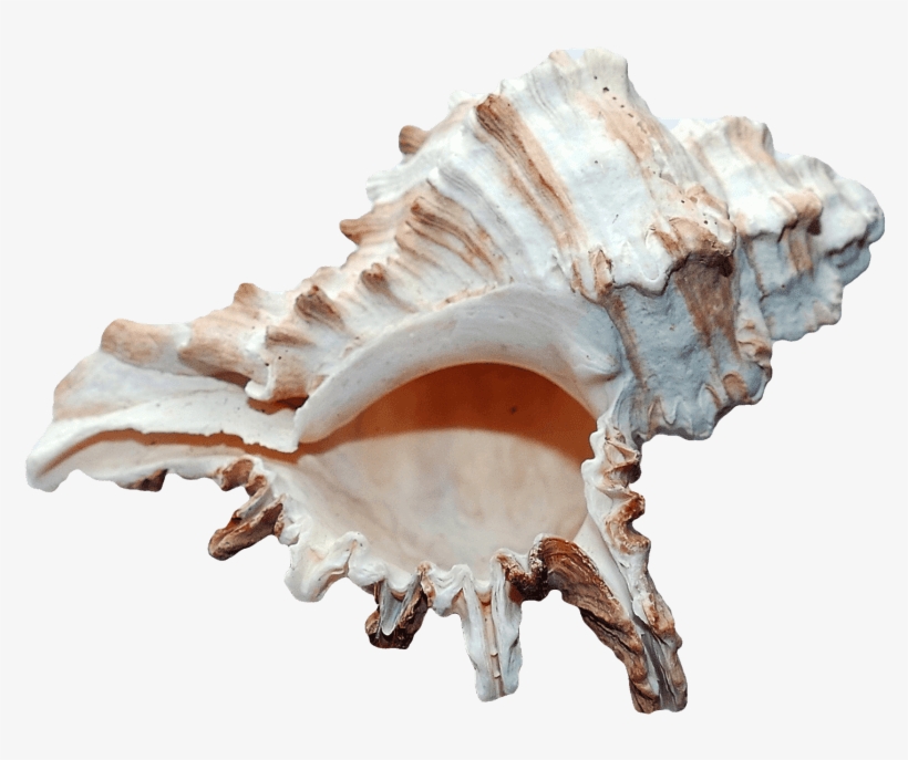 Free Png Ocean Sea Shell Png Images Transparent - Seashell Png ...