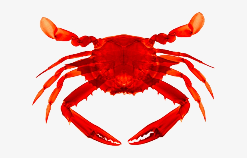 Crab Clipart Transparent Background - Transparent Background Crab Clip ...