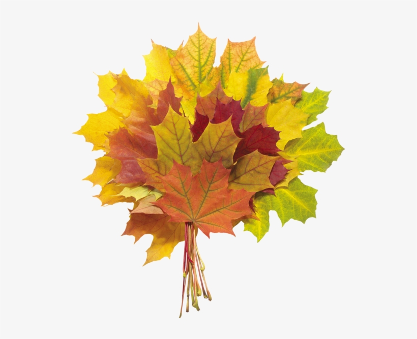 0, - Autumn Leaf - 566x600 PNG Download - PNGkit