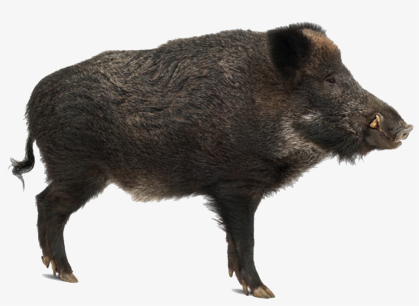 Wild Boar Side View - 1080x759 PNG Download - PNGkit
