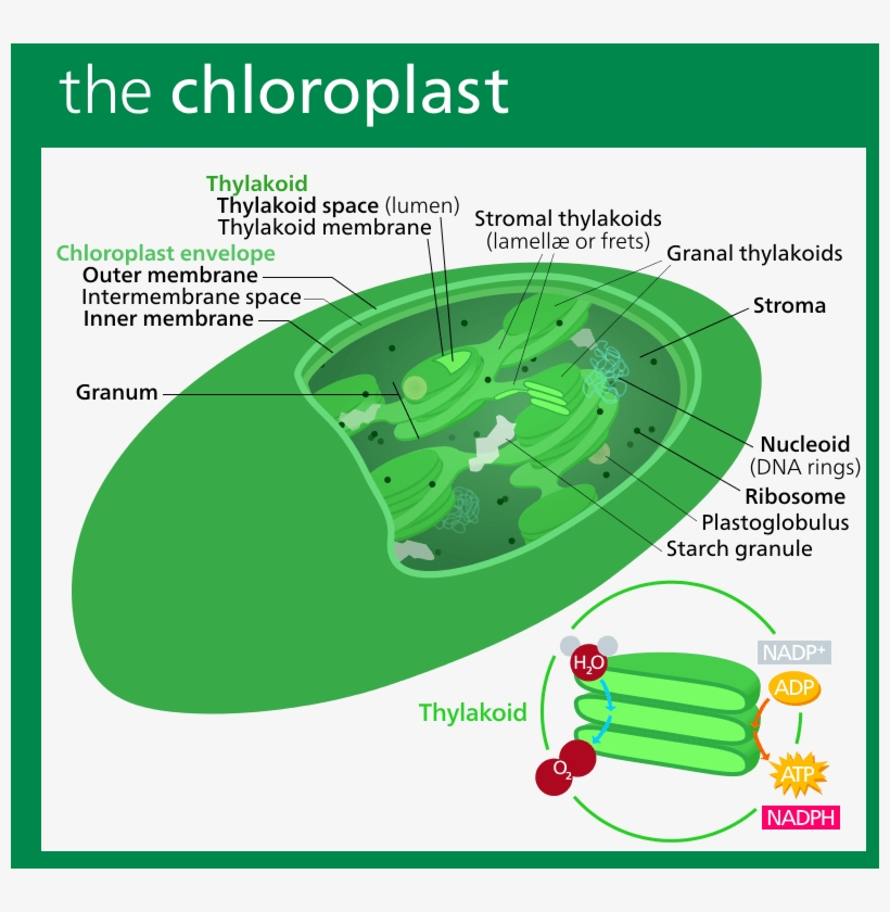 “chloroplast Ii” By Kelvinsong Own Work - Chloro Plast - 800x760 PNG ...