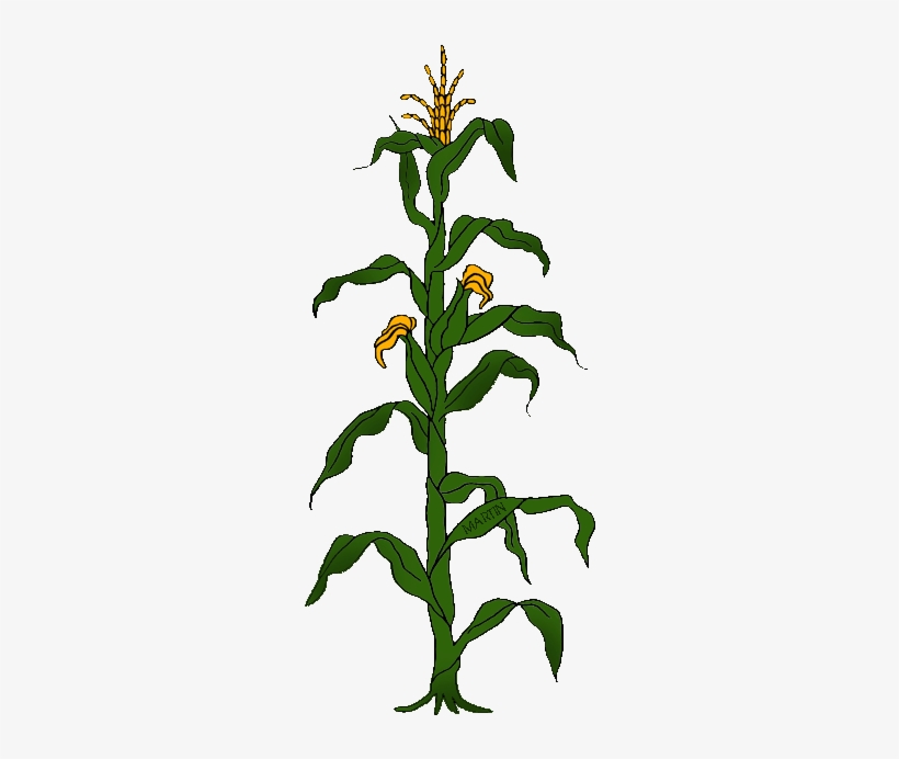 State Grain Of Wisconsin - Draw A Simple Food Chain - 313x648 PNG ...