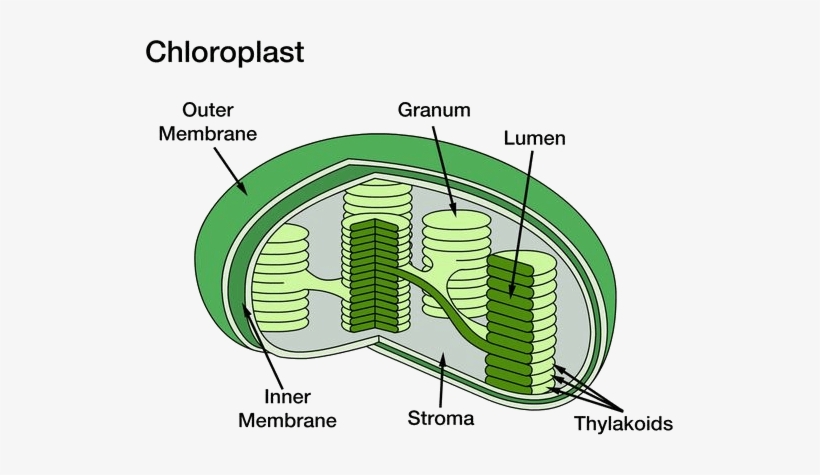 Image Shows The Chloroplast - Does Chloroplast Look Like - 527x395 PNG ...