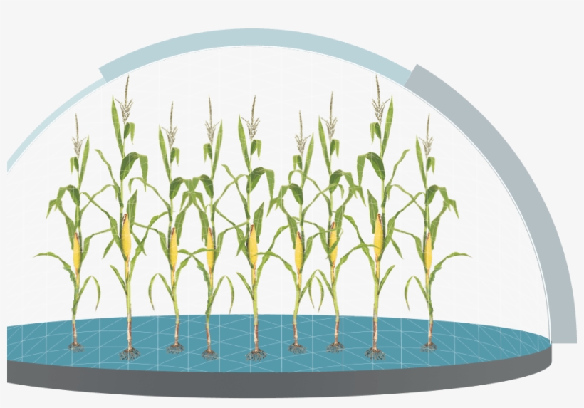 Control Weeds With Glyphosate Applications - Drawing - 927x603 PNG ...