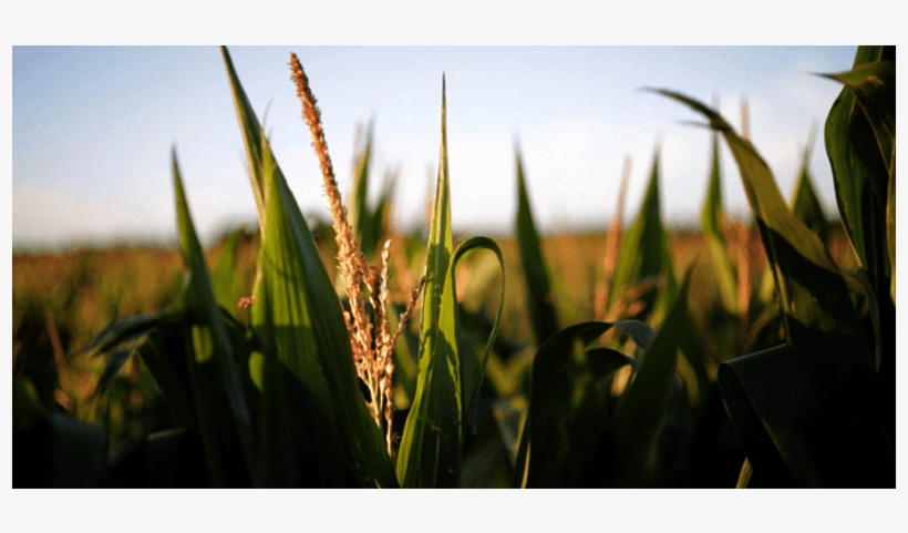Cash Crop - 1180x400 PNG Download - PNGkit