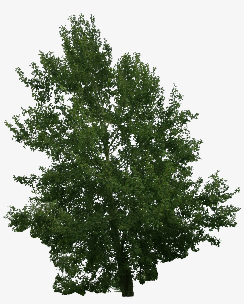 2d Trees - Bollywood - 2304x3456 PNG Download - PNGkit