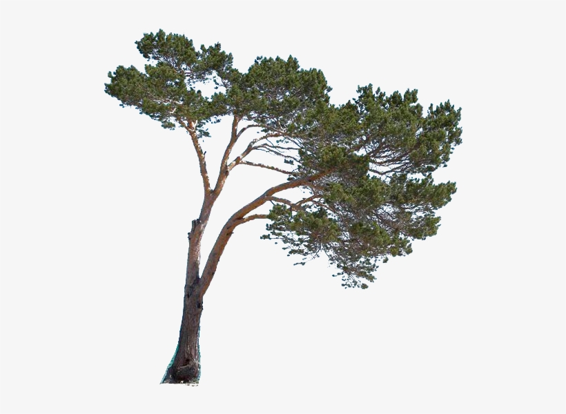 Png Cutout Tree - Portable Network Graphics - 1007x674 PNG Download ...