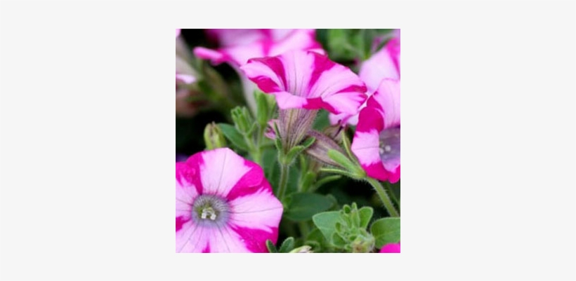 Petunia Surfinia Mini Blast Rose - Surfinia - 458x458 PNG Download - PNGkit