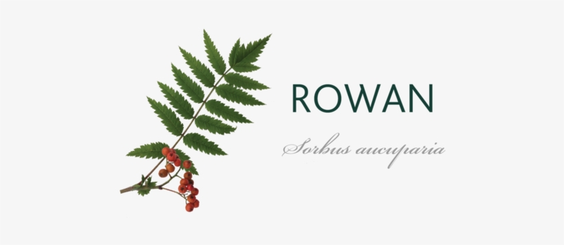 Rowan Tree Meaning - Rowan Tree - 480x284 PNG Download - PNGkit