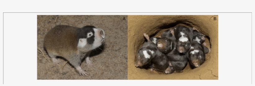 Solitary Cape Mole-rat - Cape Mole Rat - 850x246 PNG Download - PNGkit