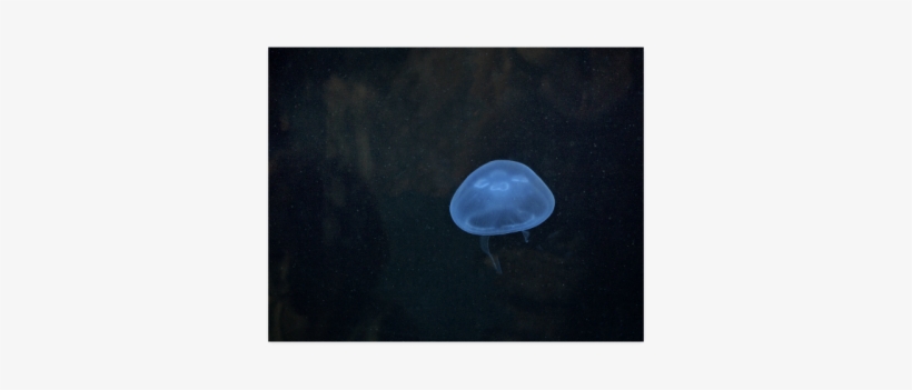 Jellyfish Poster 14"x11" - Cnidaria - 500x500 PNG Download - PNGkit