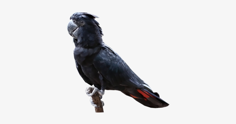 Red Tailed Black Cockatoo - Black Cockatoo - 400x400 PNG Download - PNGkit