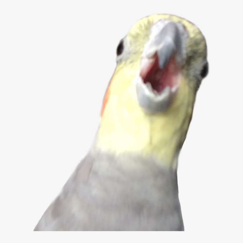 23 Mar - Alex The Honking Bird - 694x748 PNG Download - PNGkit