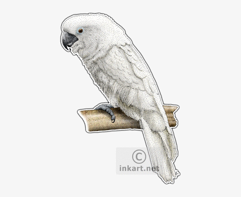 White Cockatoo Parrot Decal - White Cockatoo Greeting Card - 415x590 ...