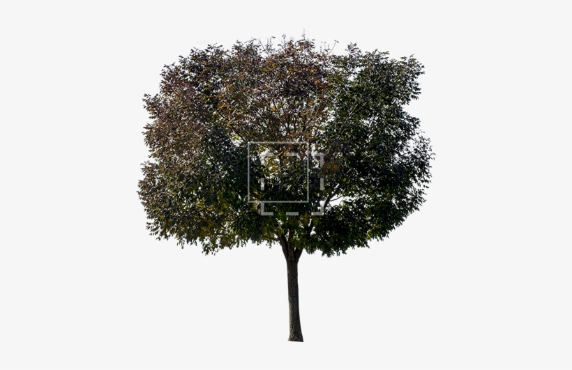 Dark Purple Tree - Purple - 450x450 PNG Download - PNGkit