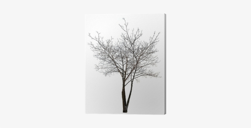 Bare Maple Tree - 400x400 PNG Download - PNGkit