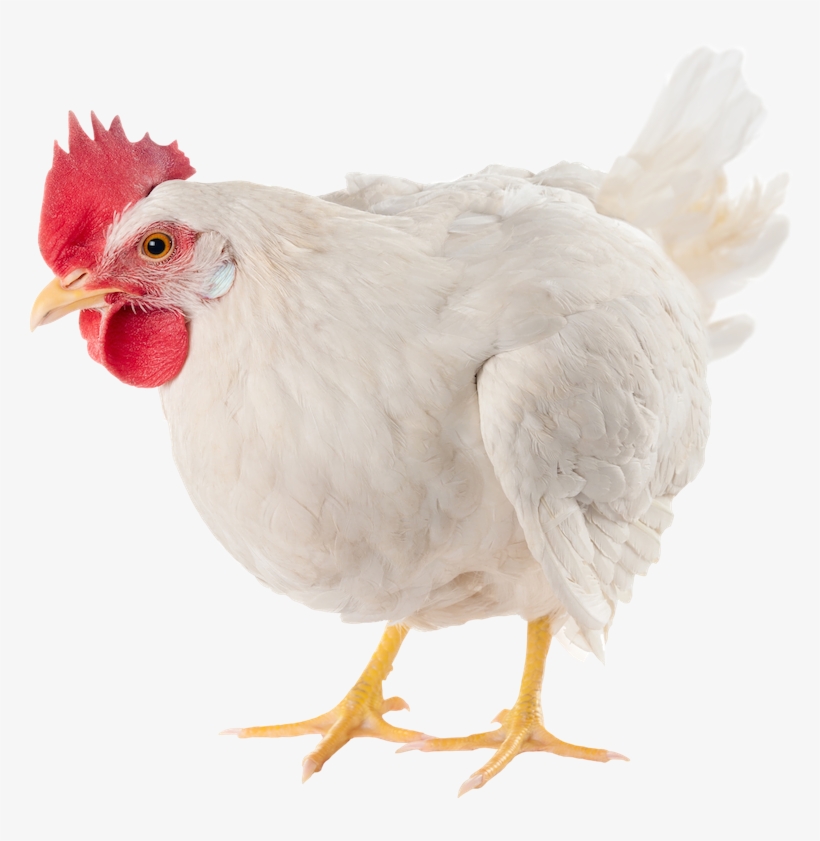 Poultry - Chicken - 1024x1030 PNG Download - PNGkit