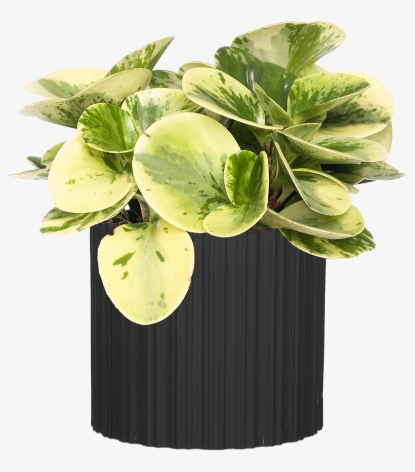Download Transparent Lots Of Stripes - Planten Peperomia (peperomia ...