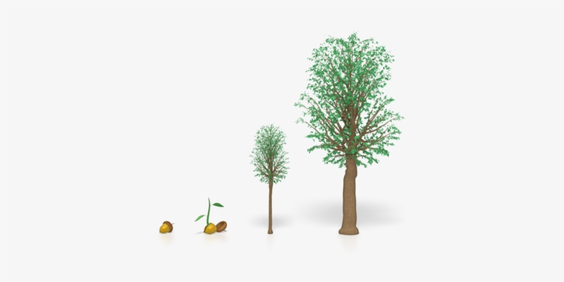Young Oak Tree Png - Development Of A Tree - 400x339 PNG Download - PNGkit