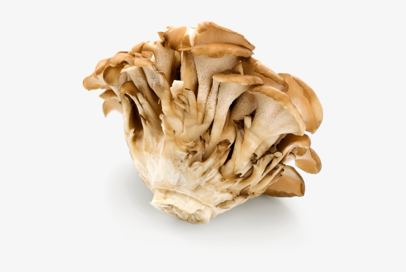 Maitake Mushroom 01 - Hen-of-the-wood - 577x500 PNG Download - PNGkit