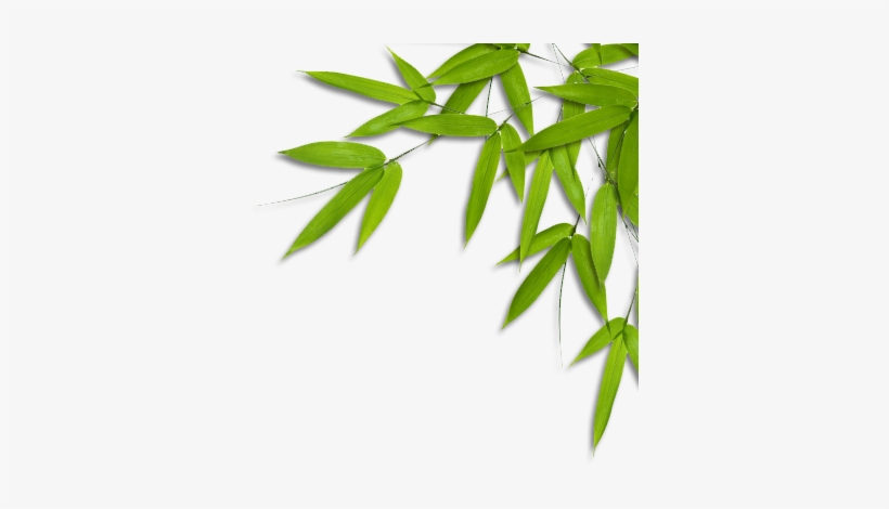 Dedaunan Png - 359x390 PNG Download - PNGkit