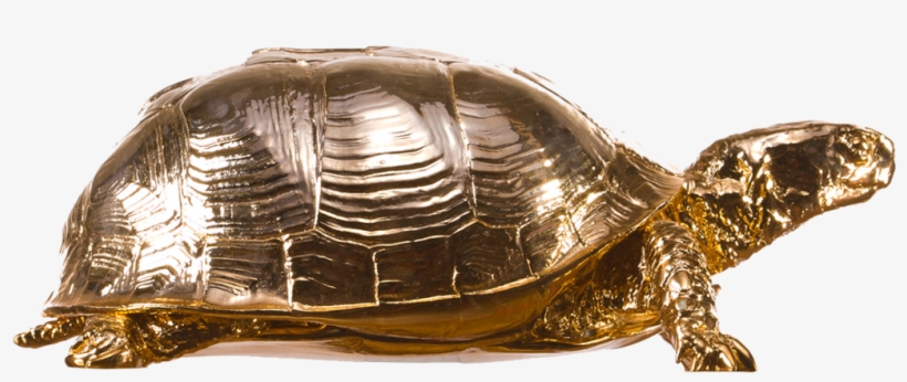 Box Turtle Png Picture - Areaware Chrome Turtle Box - 1024x414 PNG ...