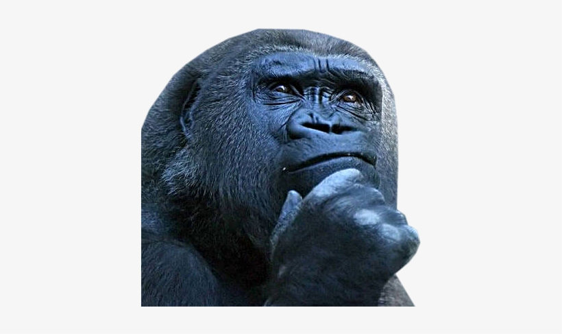 Macaco-pensando - Haddad É Meu Ovo - 432x459 PNG Download - PNGkit