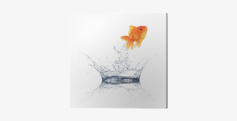 Golden Fish Jumping From Water Canvas Print • Pixers® - Plus Car Rear ...