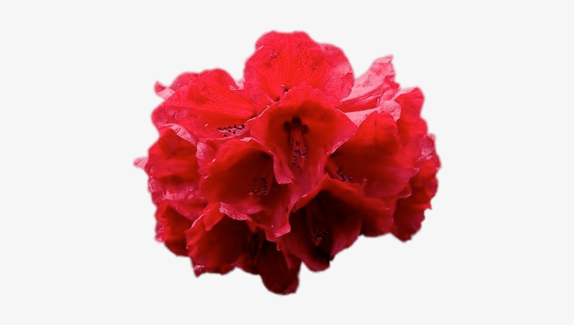 Red Rhododendron - Laliguras - 640x493 PNG Download - PNGkit