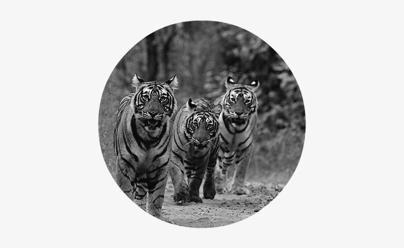 Pack Of Royal Bengal Tigers - Poster: Rajput's Royal Bengal Tigers On ...