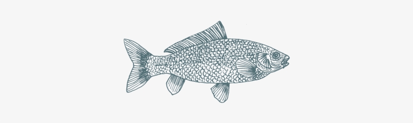 Artboard 912 - Ray-finned Fish - 373x388 PNG Download - PNGkit