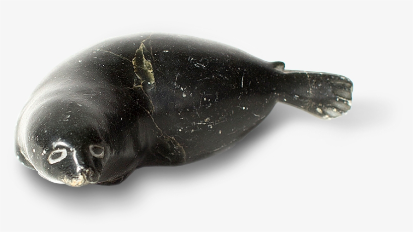 Harbor Seal - 900x455 PNG Download - PNGkit