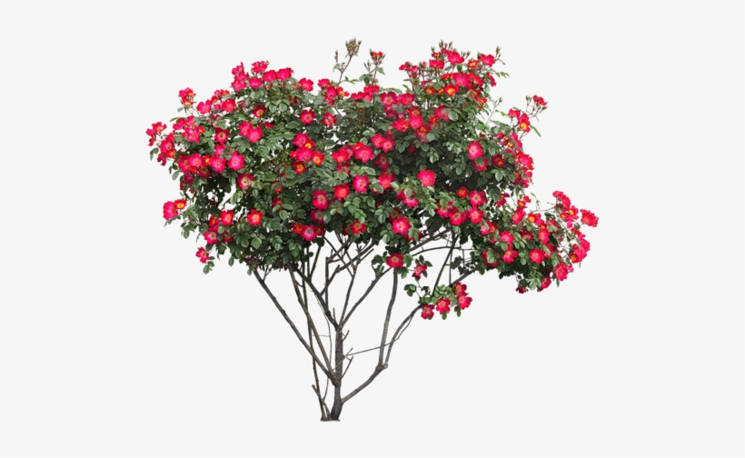 Flower Tree Png Hd - 500x424 PNG Download - PNGkit