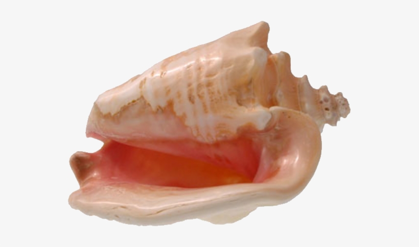 Conch Png - Conch Shell Transparent Background - 555x405 PNG Download ...