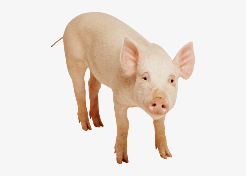 Free Png Pig Frontview Png Images Transparent - Transparent Background ...