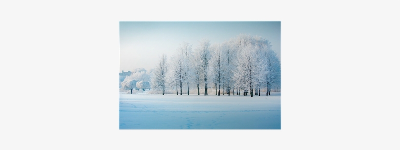 Tree - 400x400 PNG Download - PNGkit