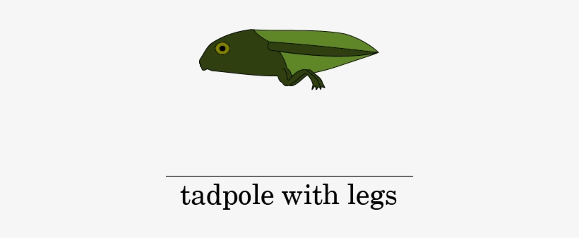 Cartoon Tadpole - 350x377 PNG Download - PNGkit