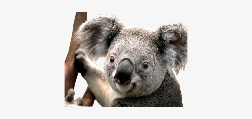 Koala Sticker - Koala Png - 400x307 PNG Download - PNGkit