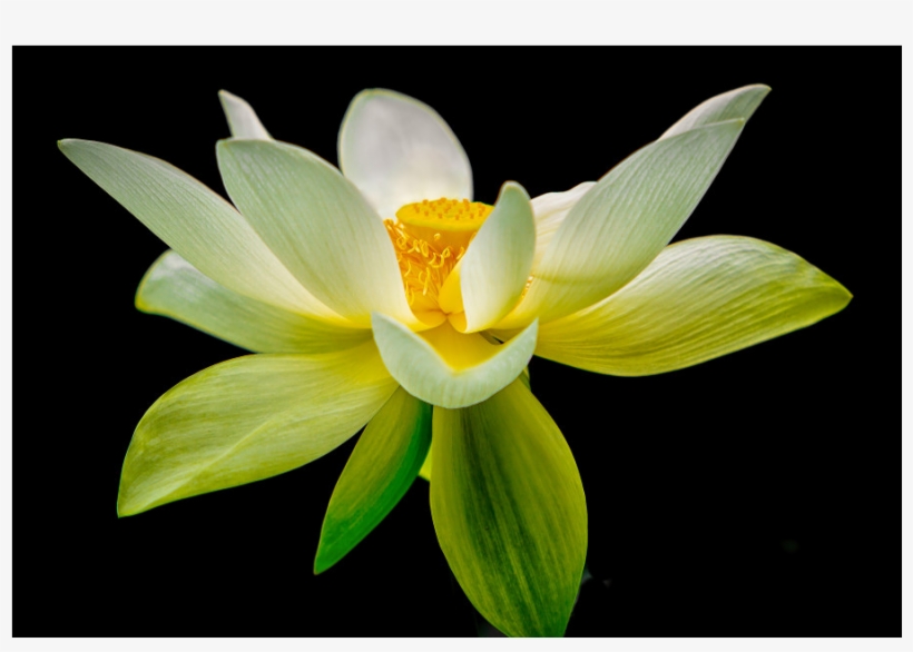 Black - 1000x1000 PNG Download - PNGkit