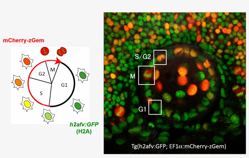 Green Fluorescent Protein - 1434x853 PNG Download - PNGkit