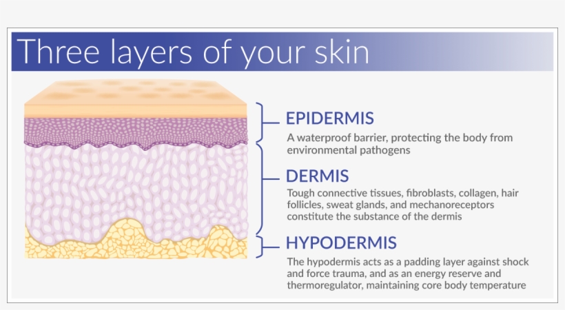 The Skin's Three Layers And Scar Formation - Three Layers Of The Skin ...