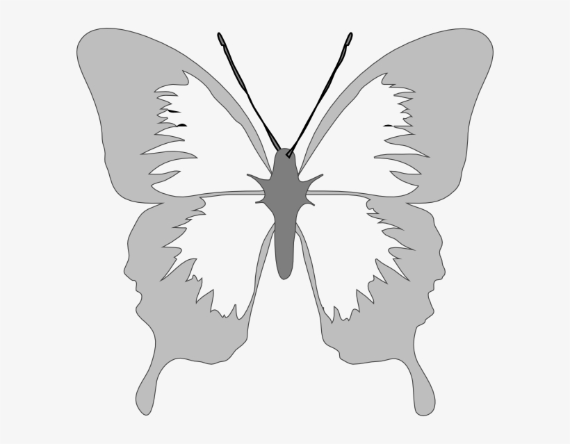 Butterfly In Silver - Butterfly Drawing Clipart - 600x559 PNG Download ...