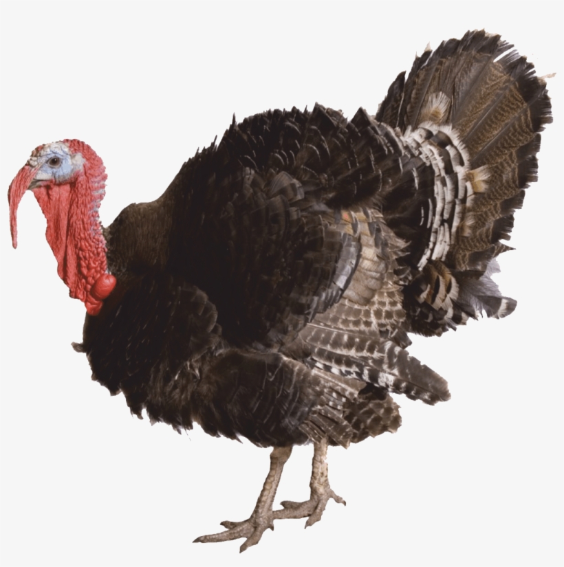 Turkey With No Background - 1105x1059 PNG Download - PNGkit